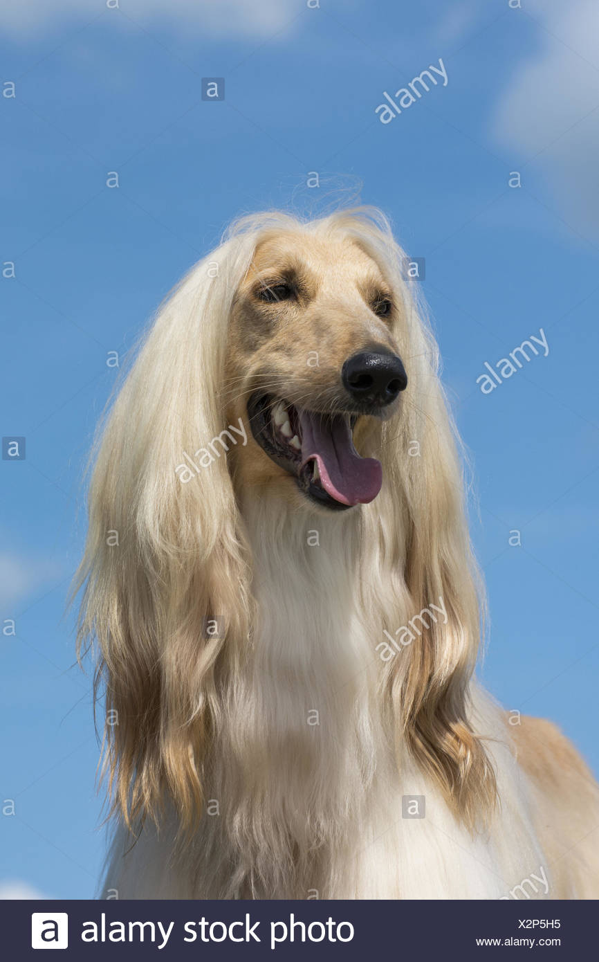 Afghane Afghanischer Windhund Hund High Resolution Stock Photography ...