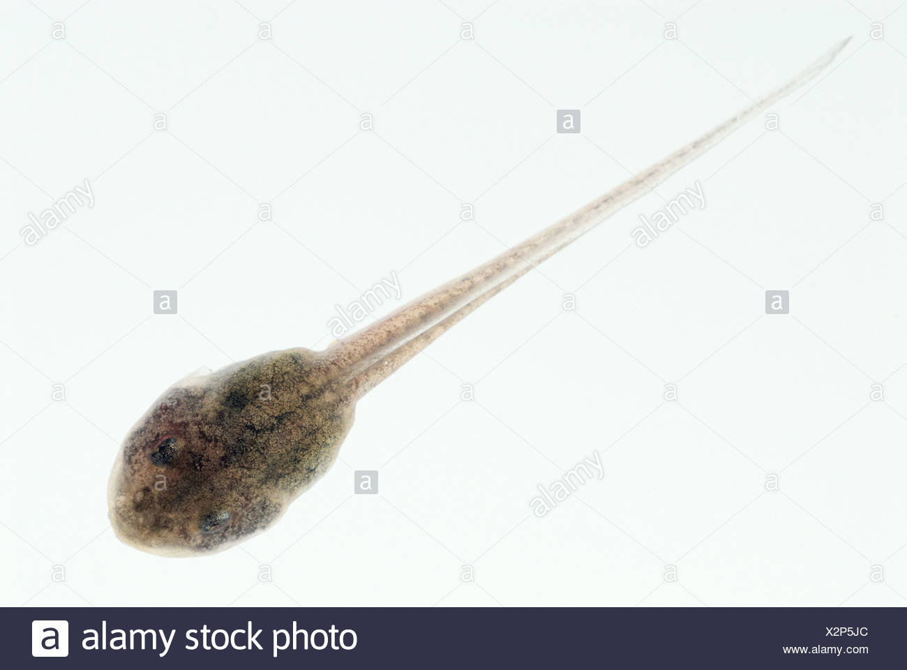 Tadpole Growth High Resolution Stock Photography and Images - Alamy
