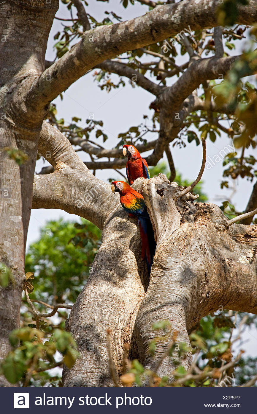 Scarlet Macaw Nest High Resolution Stock Photography and Images - Alamy