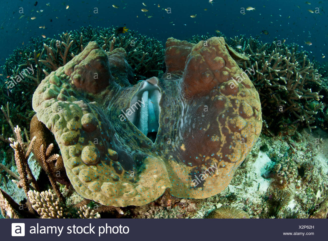 Clam Ocean Waves High Resolution Stock Photography and Images - Alamy