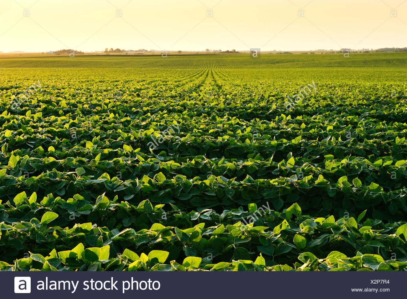 Soybean Field High Resolution Stock Photography and Images - Alamy