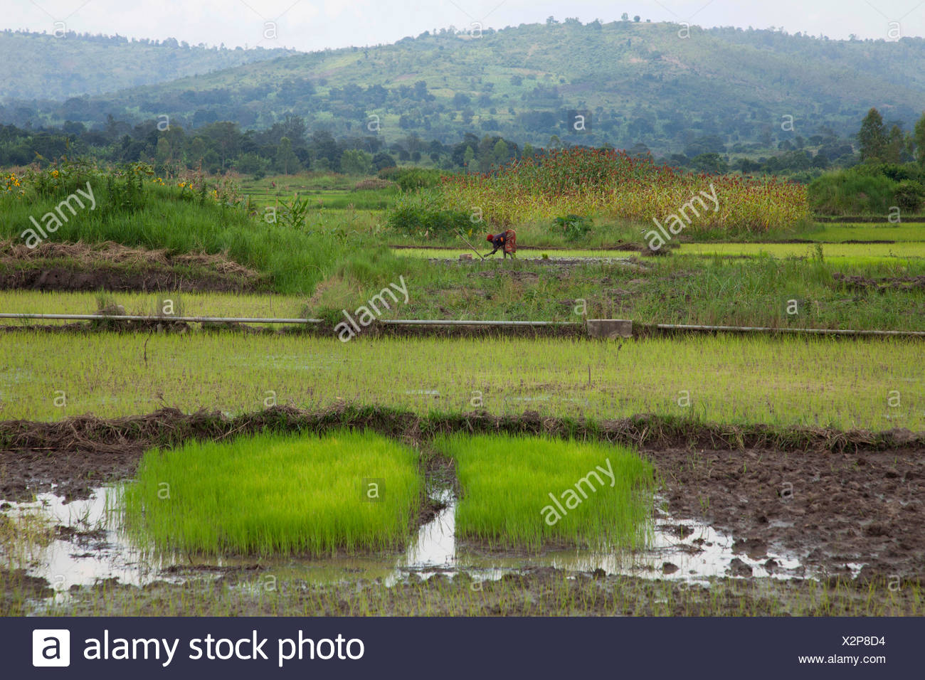Burundi Farming High Resolution Stock Photography and Images - Alamy
