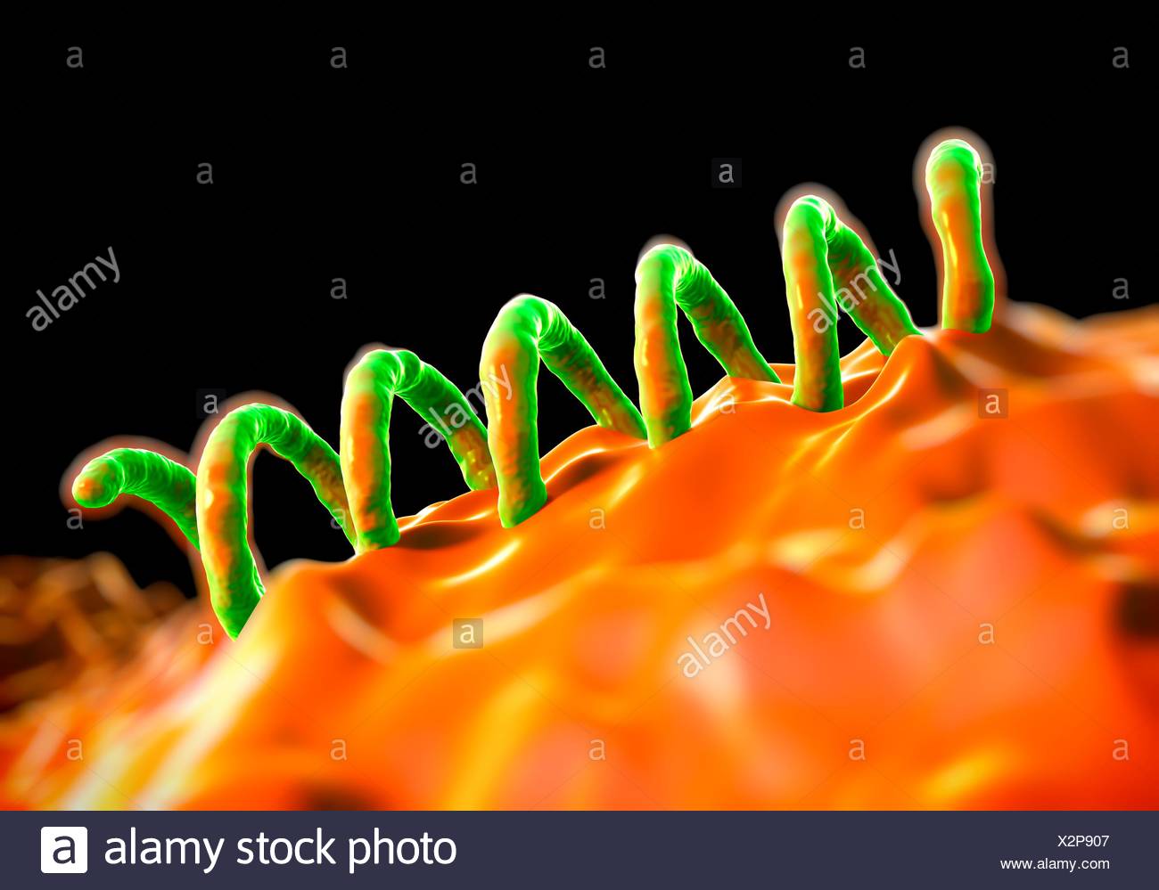 Bacterium Treponema Pallidum High Resolution Stock Photography and ...