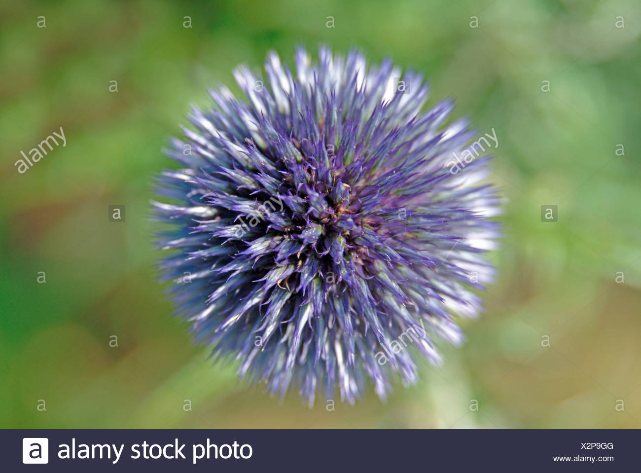 Kugel Distel High Resolution Stock Photography and Images - Alamy