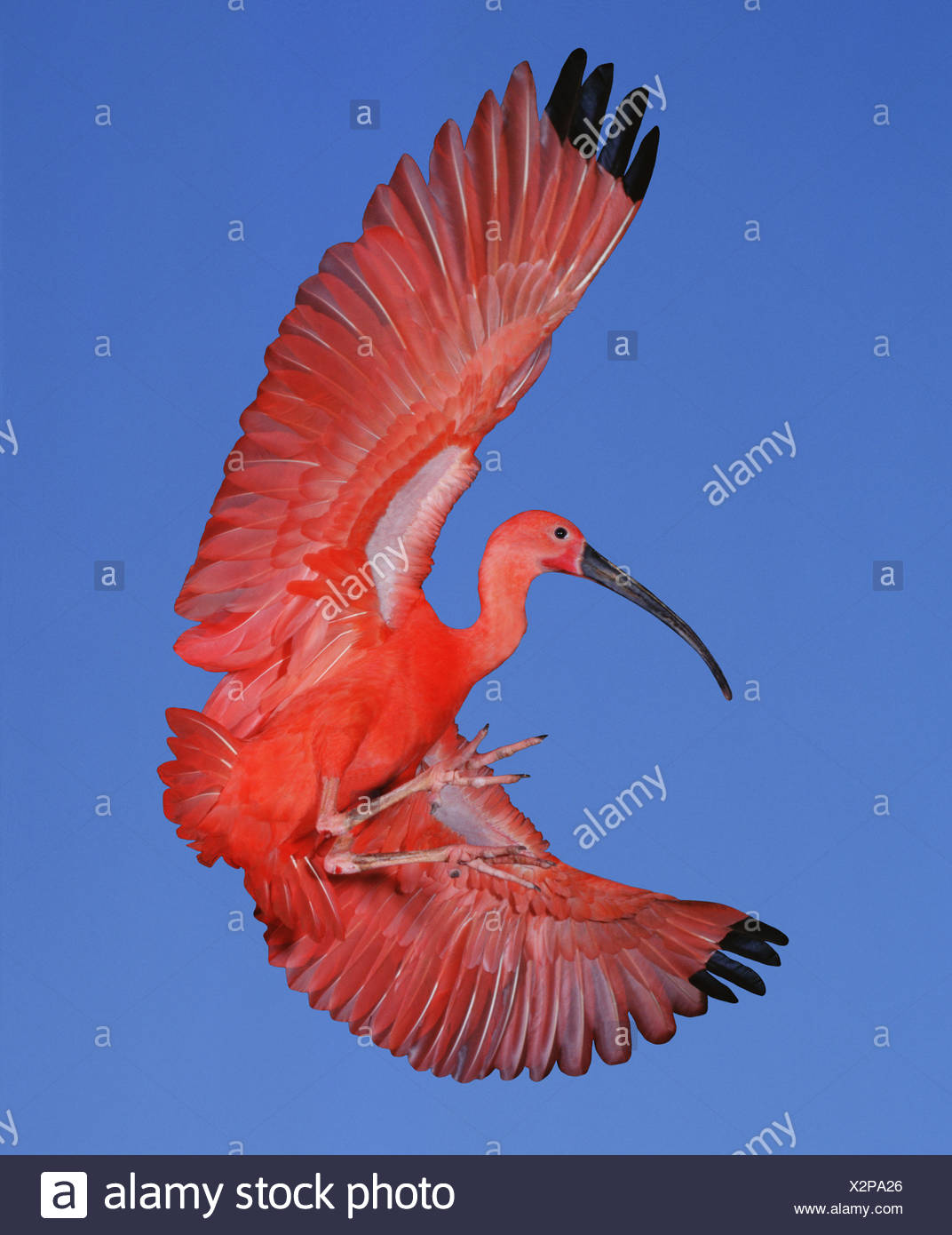 Scarlet Ibis In Flight Stock Photos & Scarlet Ibis In Flight Stock ...