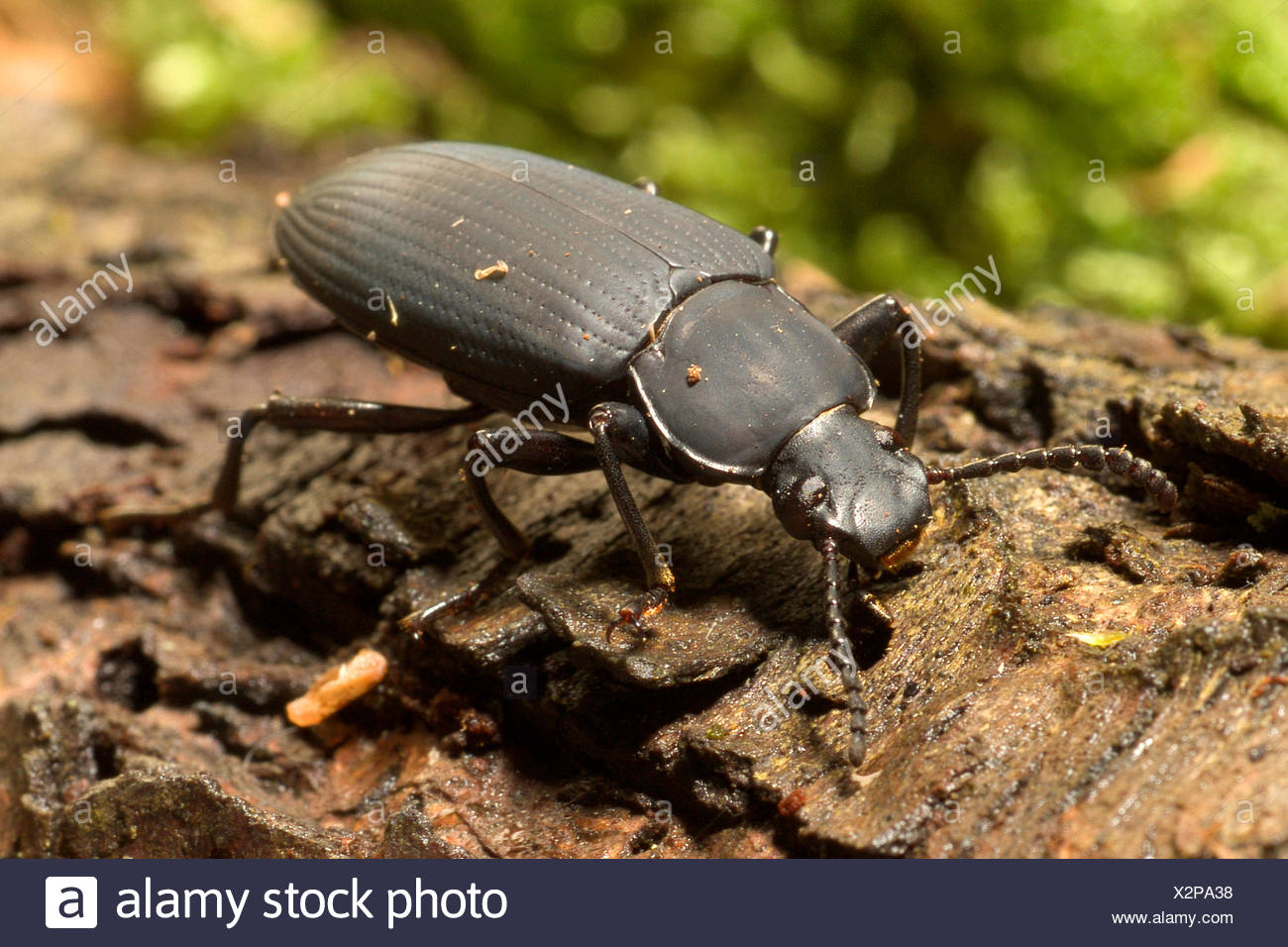 Beetle Beetles Tenebrionidae Stock Photos & Beetle Beetles ...