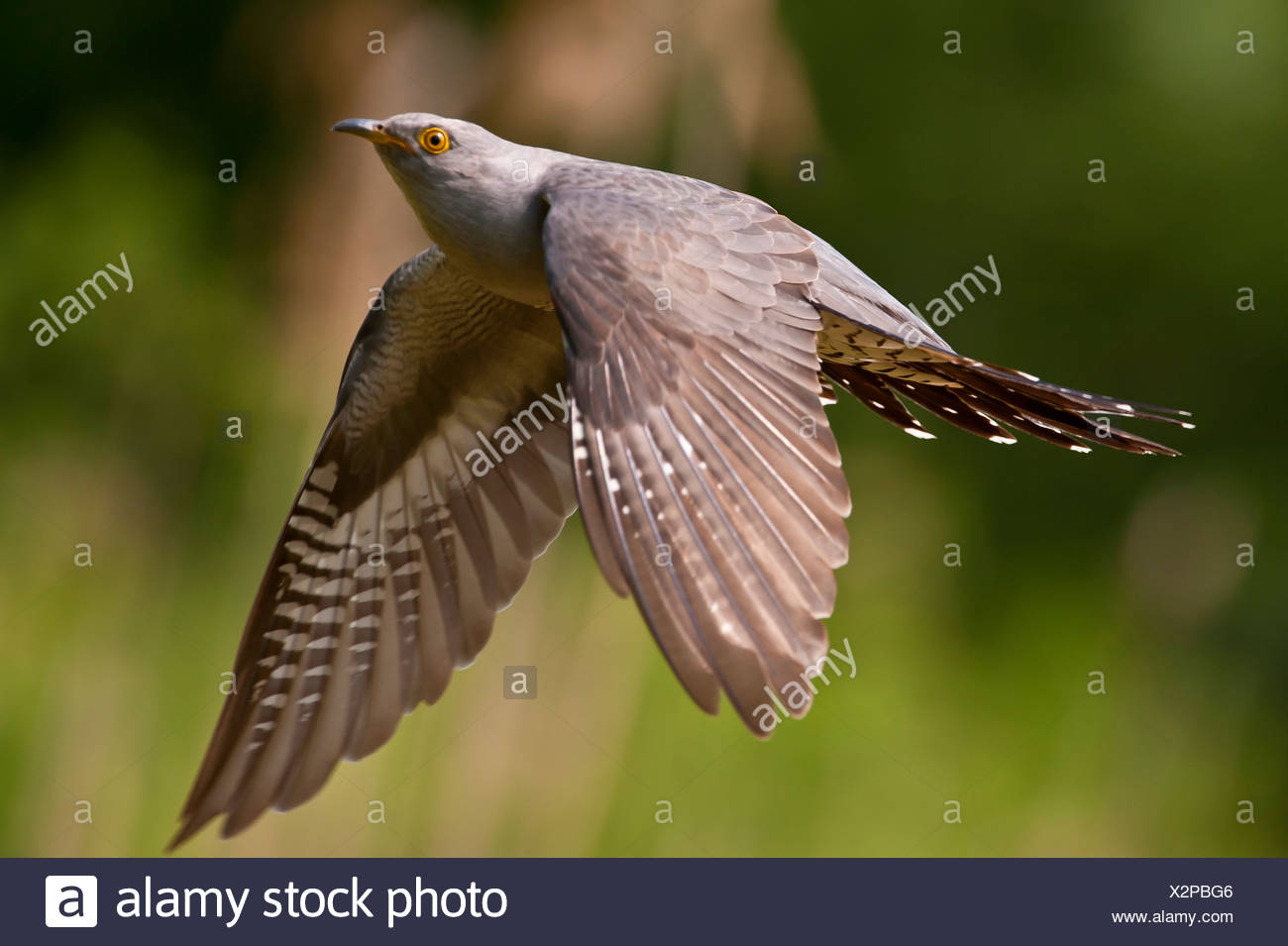 Cuckoo Flying Stock Photos & Cuckoo Flying Stock Images - Alamy