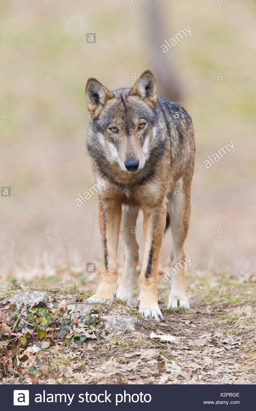 Italian Wolf Canis Lupus Italicus Stock Photos & Italian Wolf Canis ...