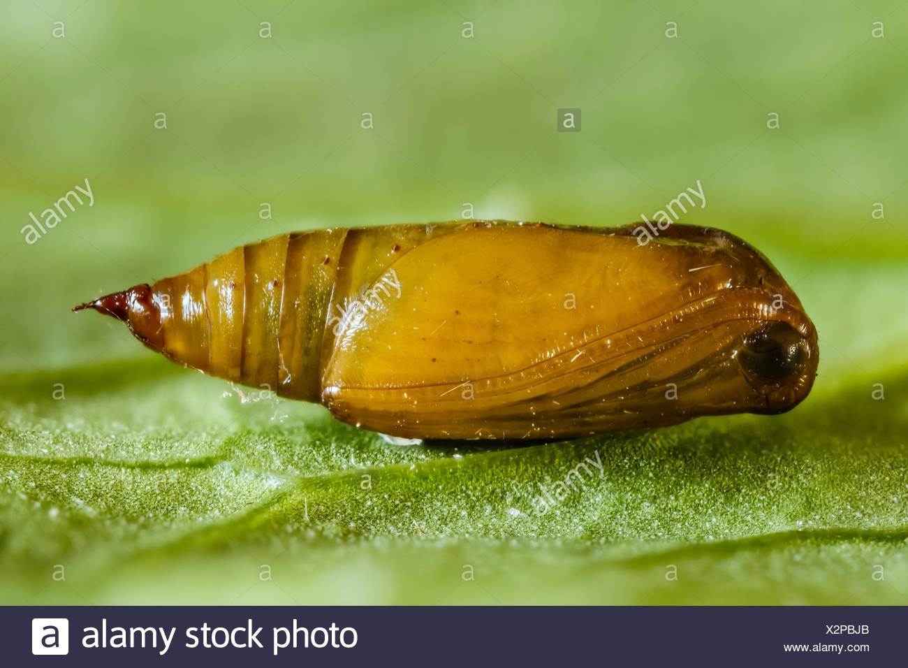 Moth Chrysalis High Resolution Stock Photography and Images - Alamy