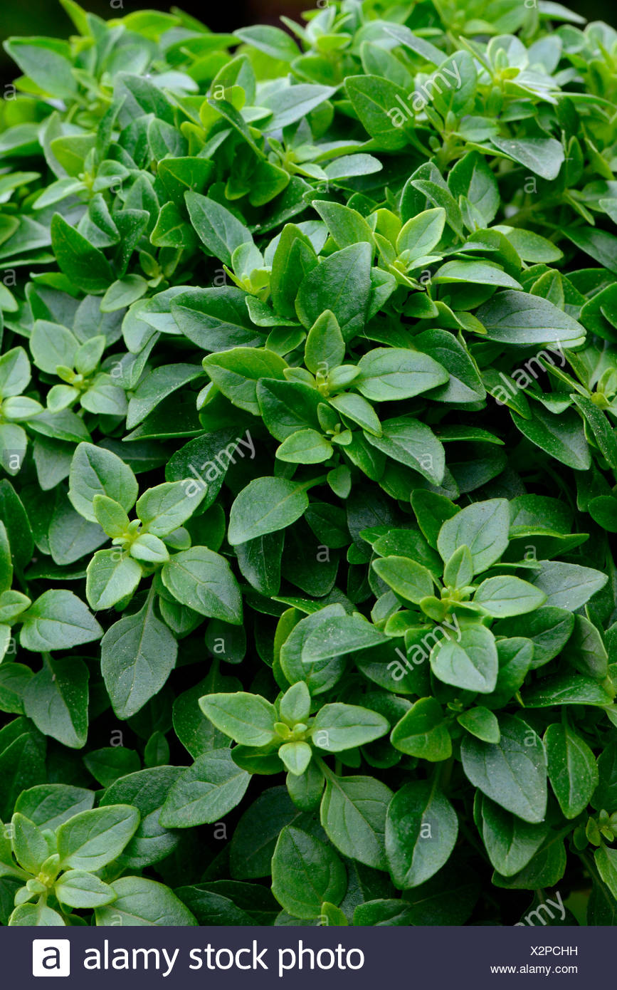 Basilicum Stock Photos & Basilicum Stock Images - Alamy