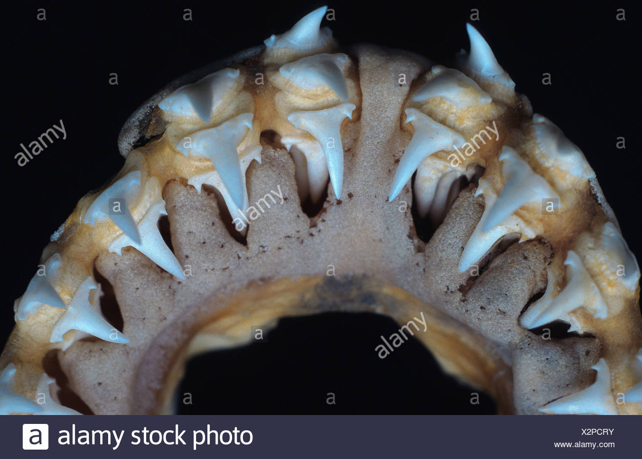 Mackerel Porbeagle High Resolution Stock Photography and Images - Alamy