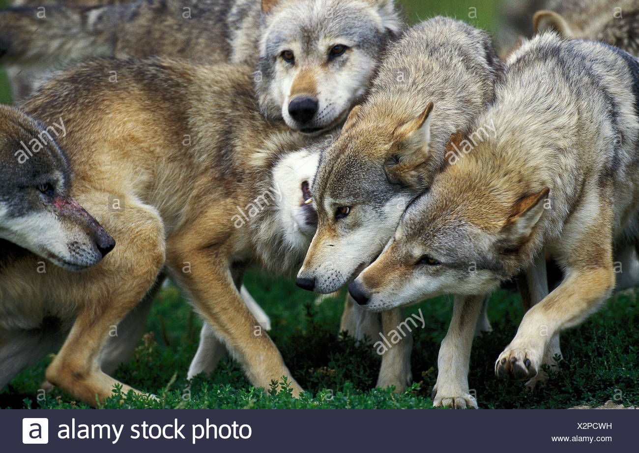 Submissive Wolf High Resolution Stock Photography and Images - Alamy