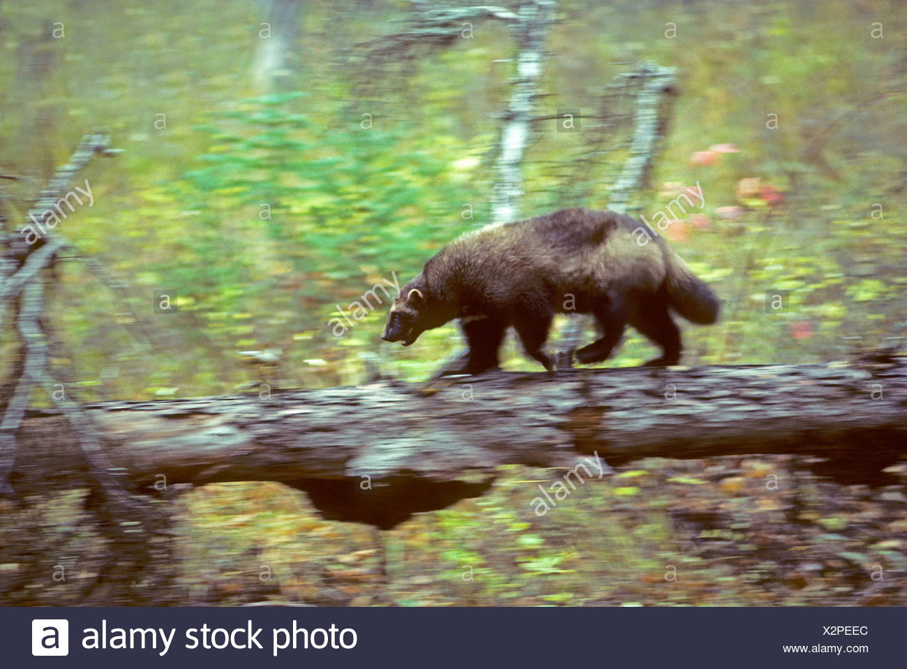 Wolverine Canada Stock Photos & Wolverine Canada Stock Images - Alamy