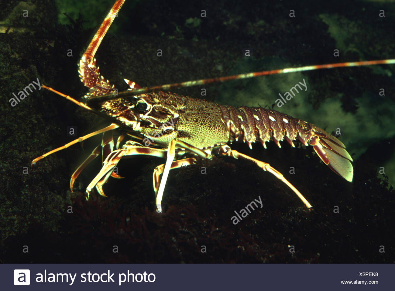 Palinurus Vulgaris High Resolution Stock Photography and Images - Alamy