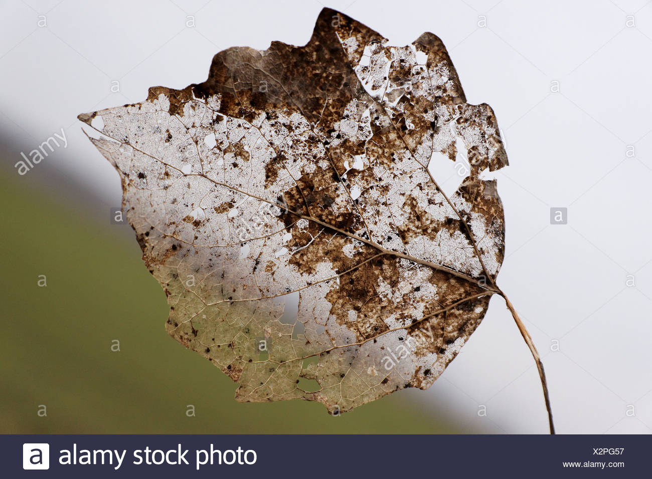 Skeletonized High Resolution Stock Photography and Images - Alamy