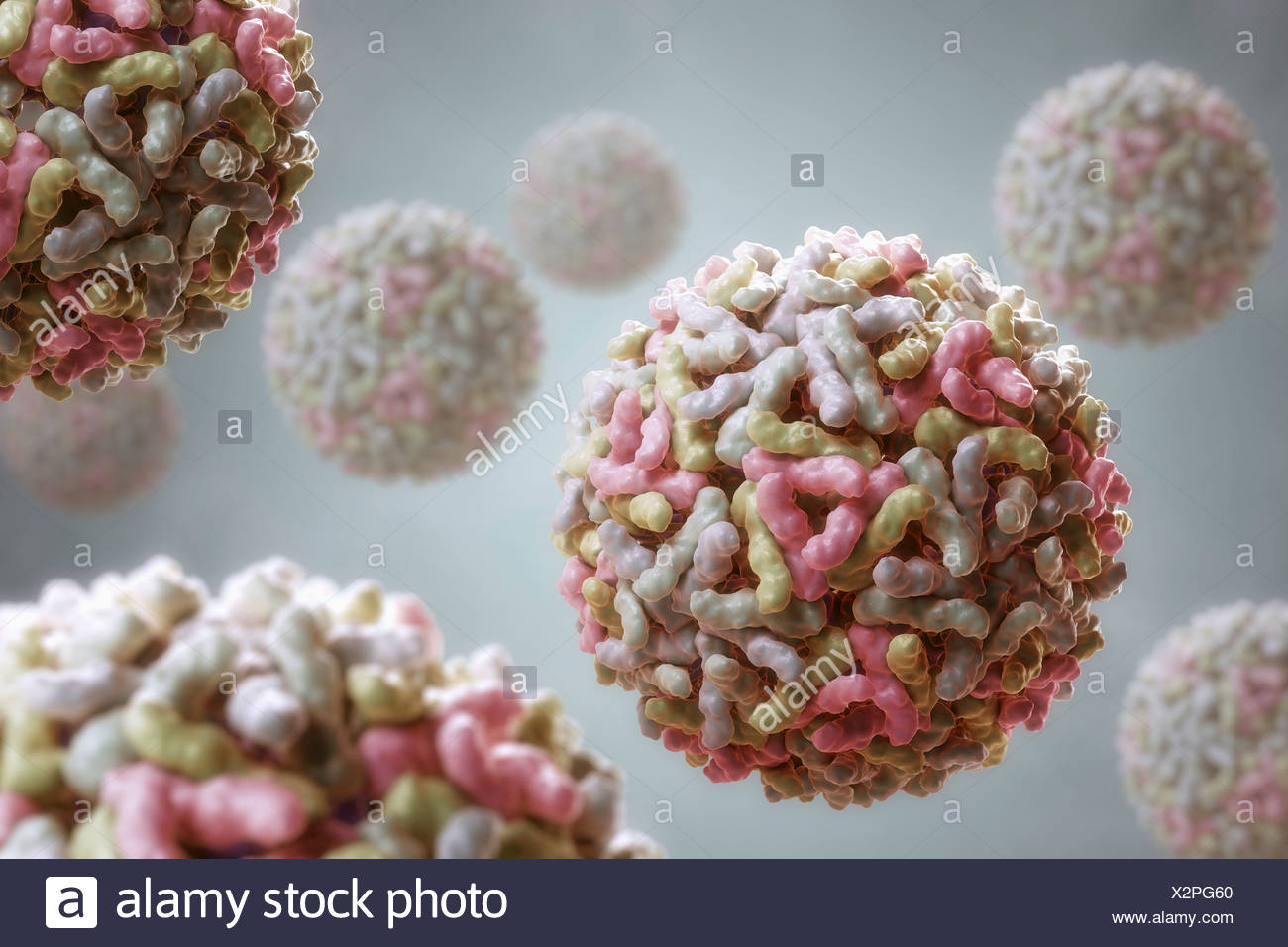 Alphavirus High Resolution Stock Photography and Images - Alamy