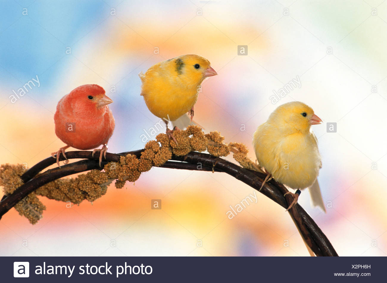 Ornamental Millet High Resolution Stock Photography and Images - Alamy