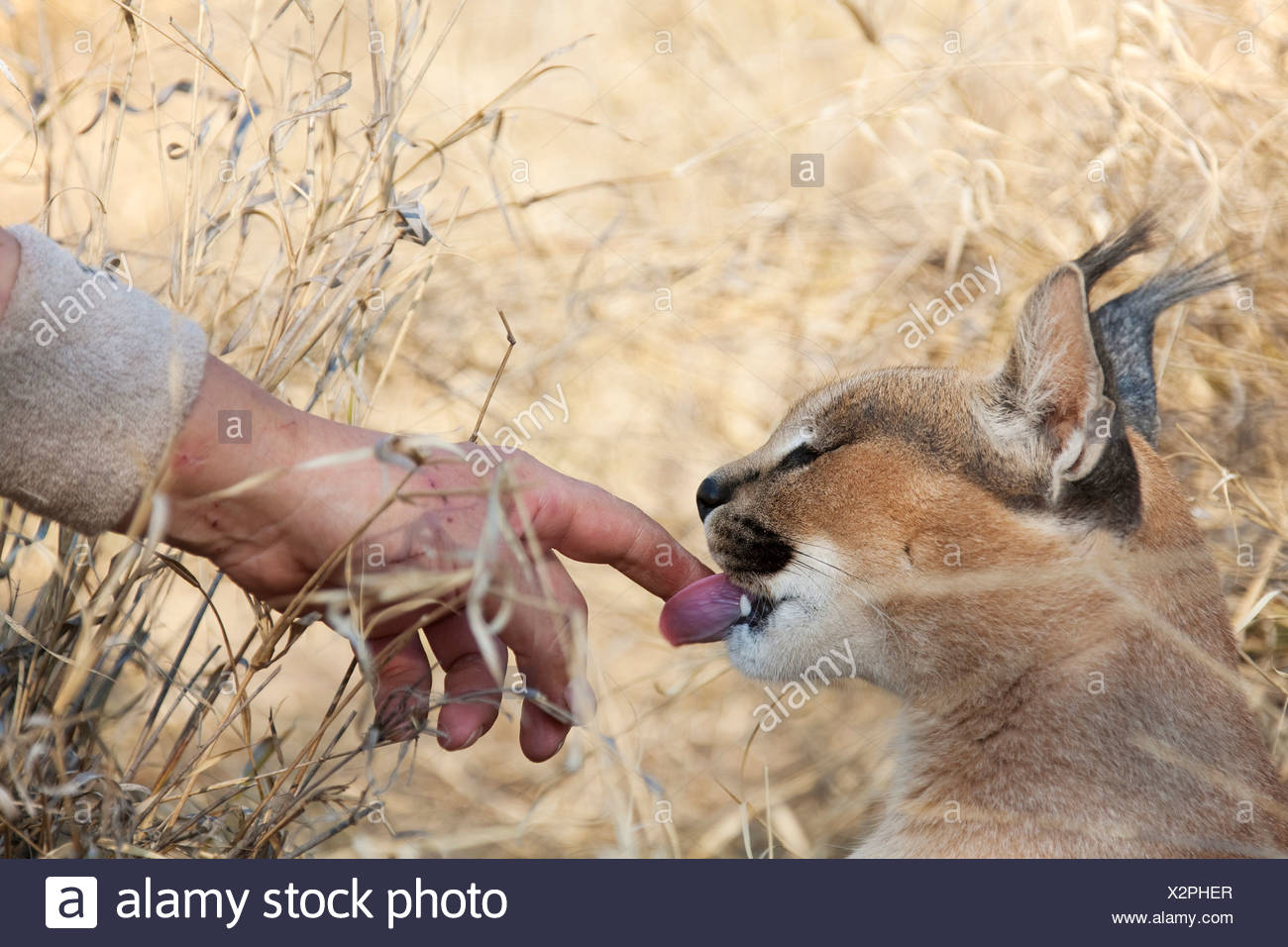 Tame Animal High Resolution Stock Photography and Images - Alamy