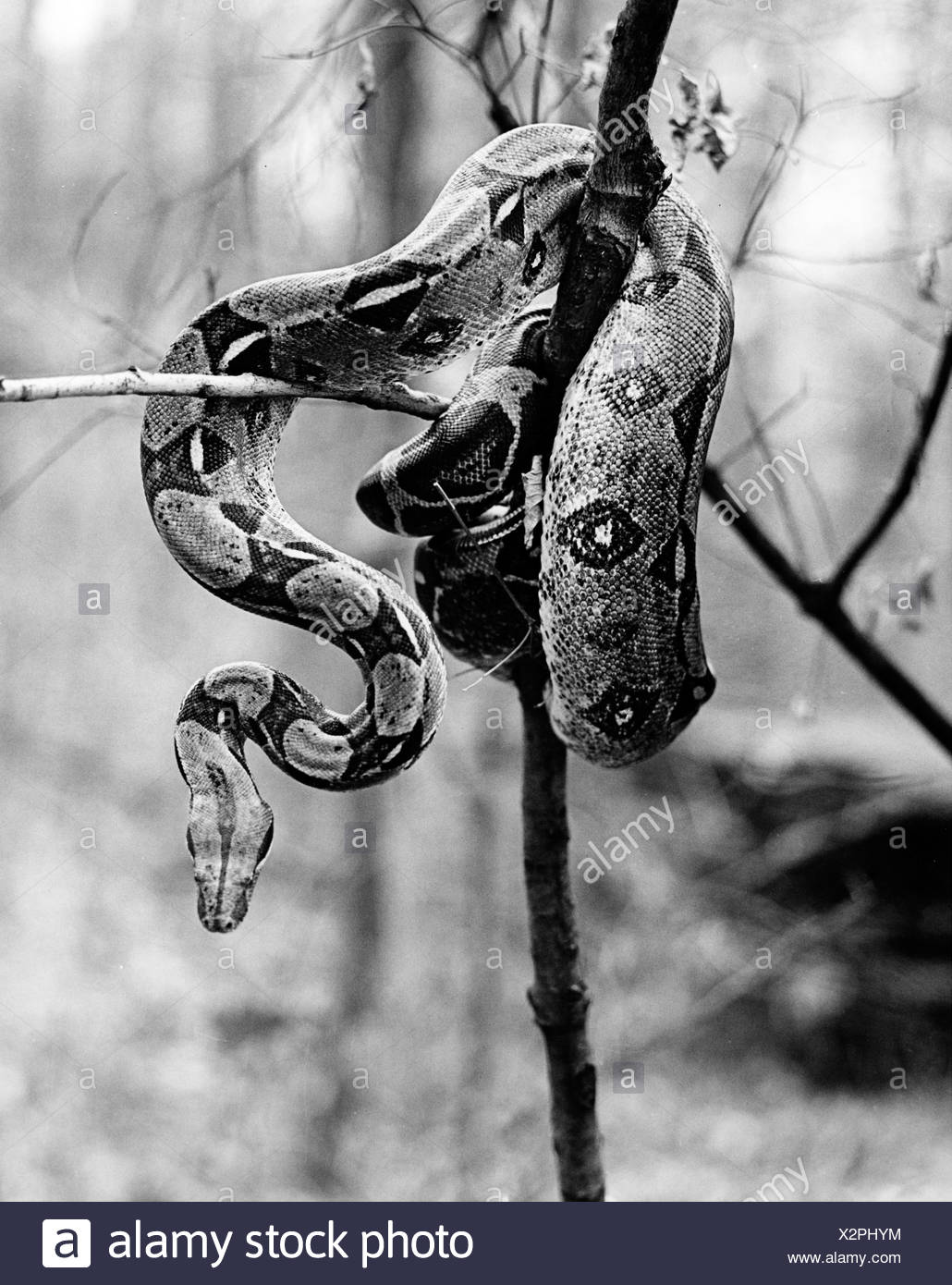 Boa Constrictor Black and White Stock Photos & Images - Alamy
