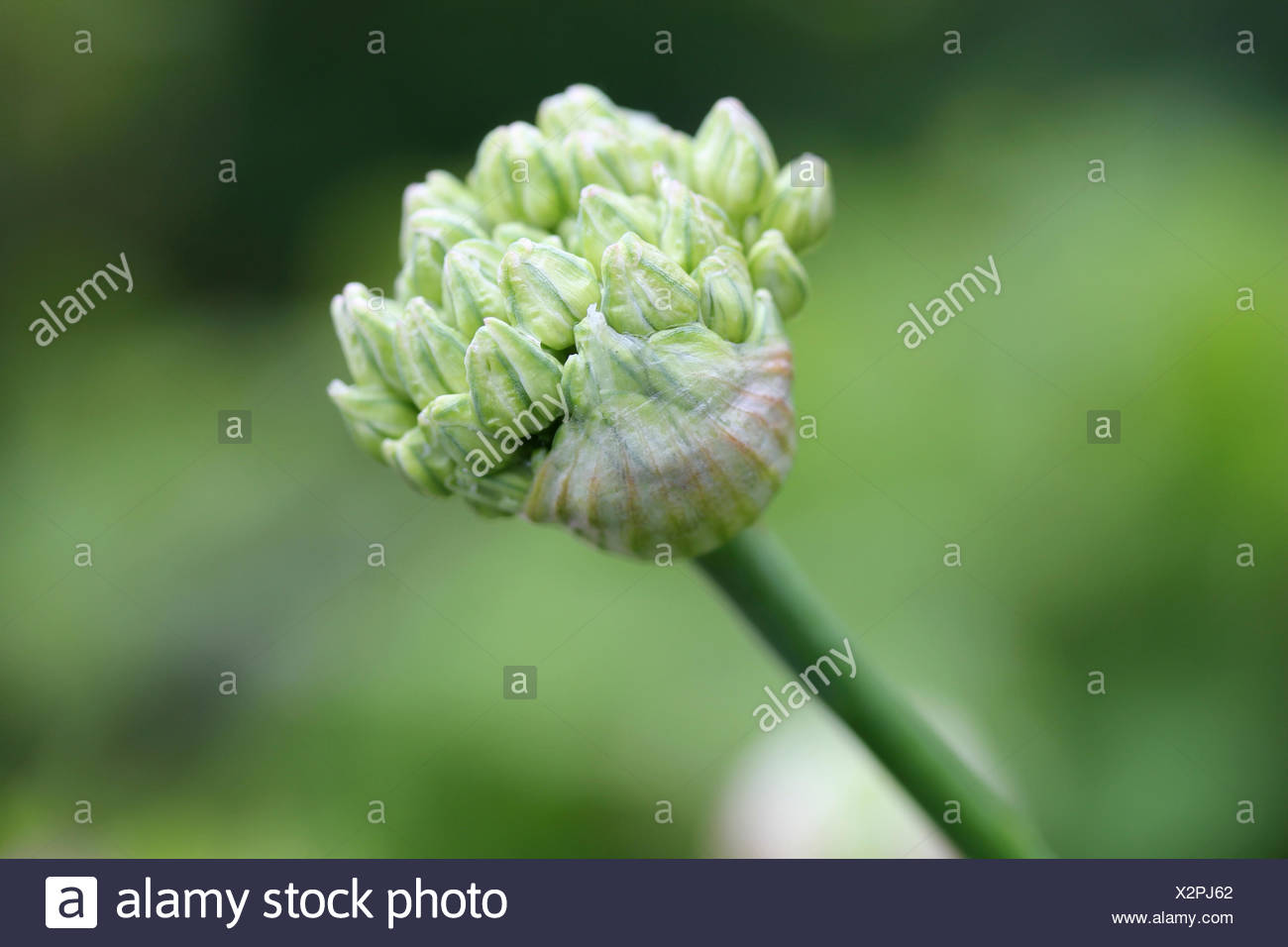 Bud Garlic High Resolution Stock Photography and Images - Alamy