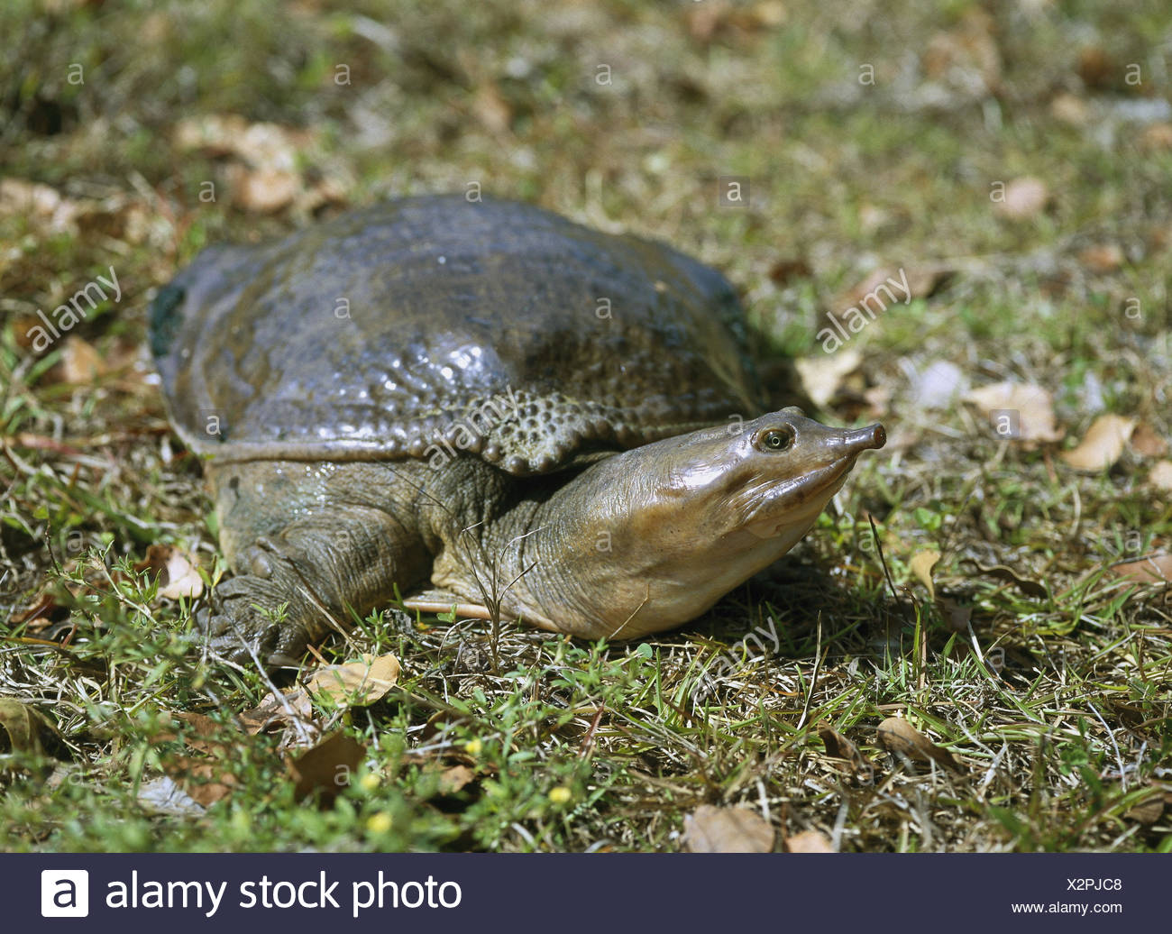 Chelydra Serpentina High Resolution Stock Photography and Images - Alamy