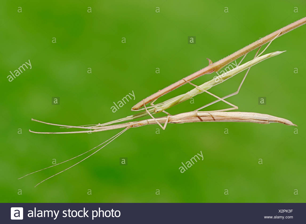 Sipylus Stock Photos & Sipylus Stock Images - Alamy
