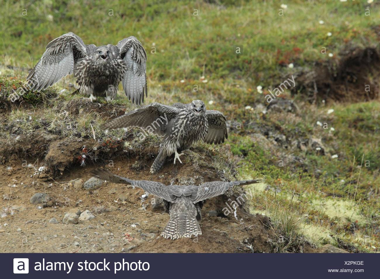 Gyrfalcons High Resolution Stock Photography and Images - Alamy