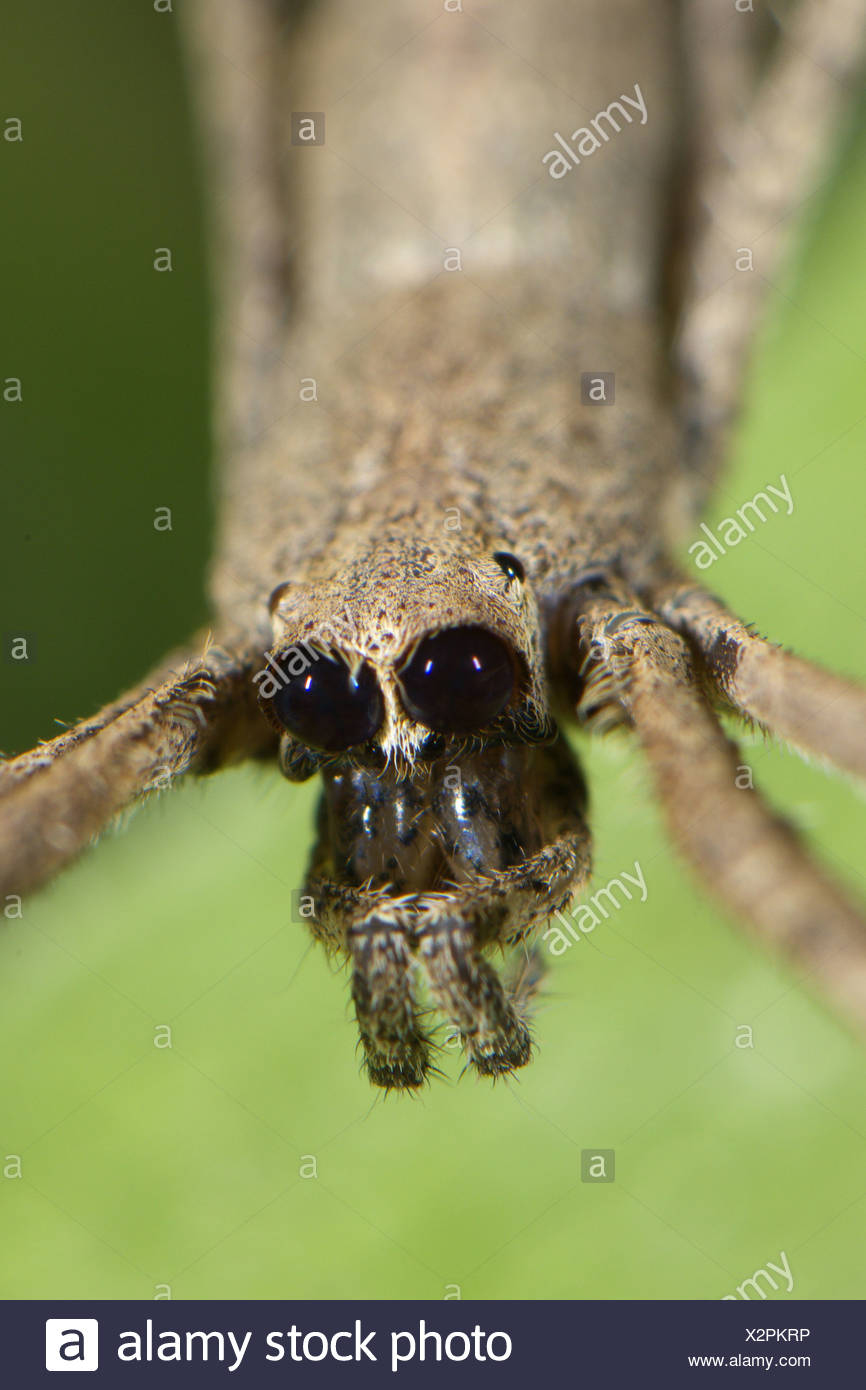 Deinopis Spider High Resolution Stock Photography and Images - Alamy