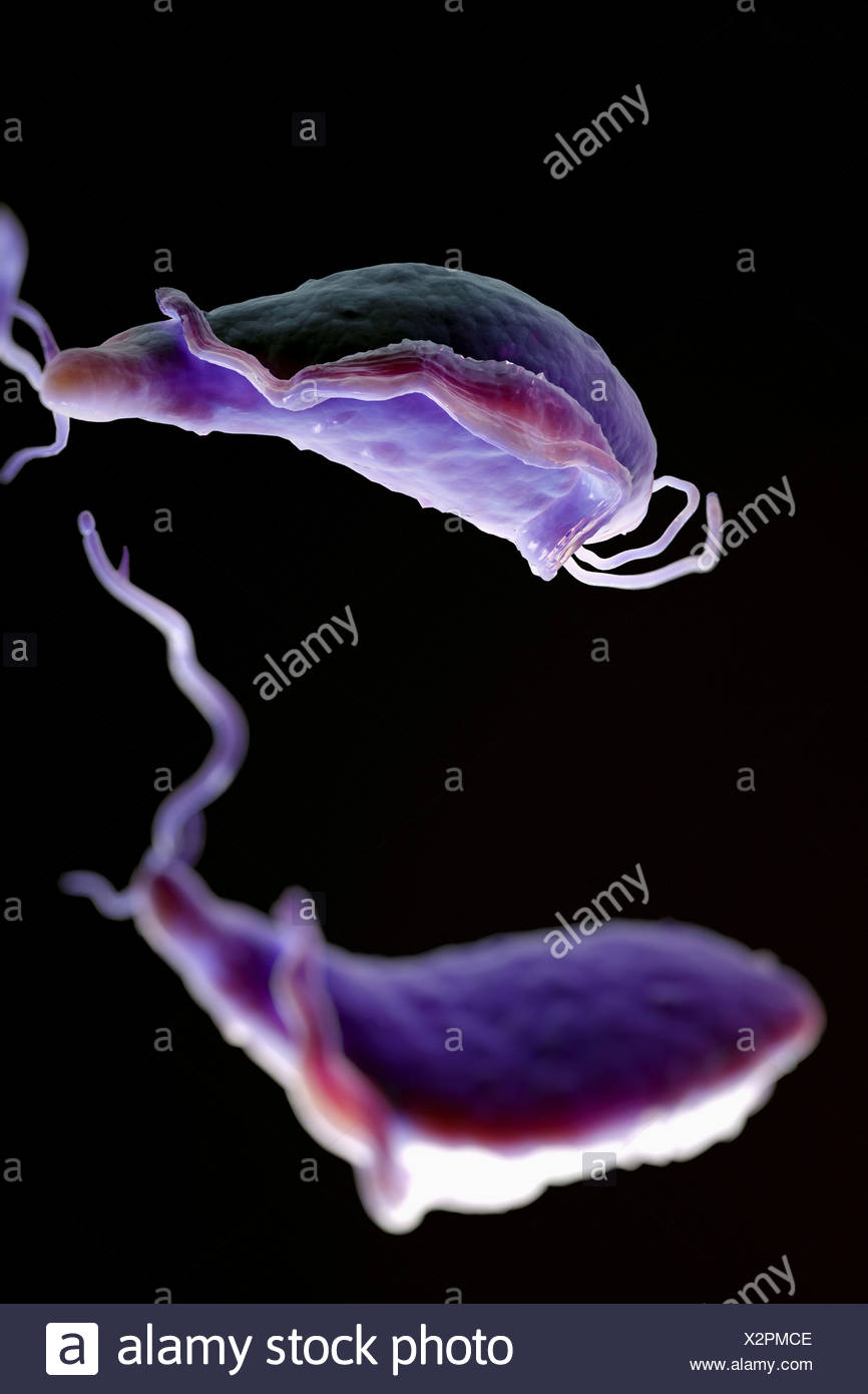 Trichomonas Vaginalis High Resolution Stock Photography and Images - Alamy