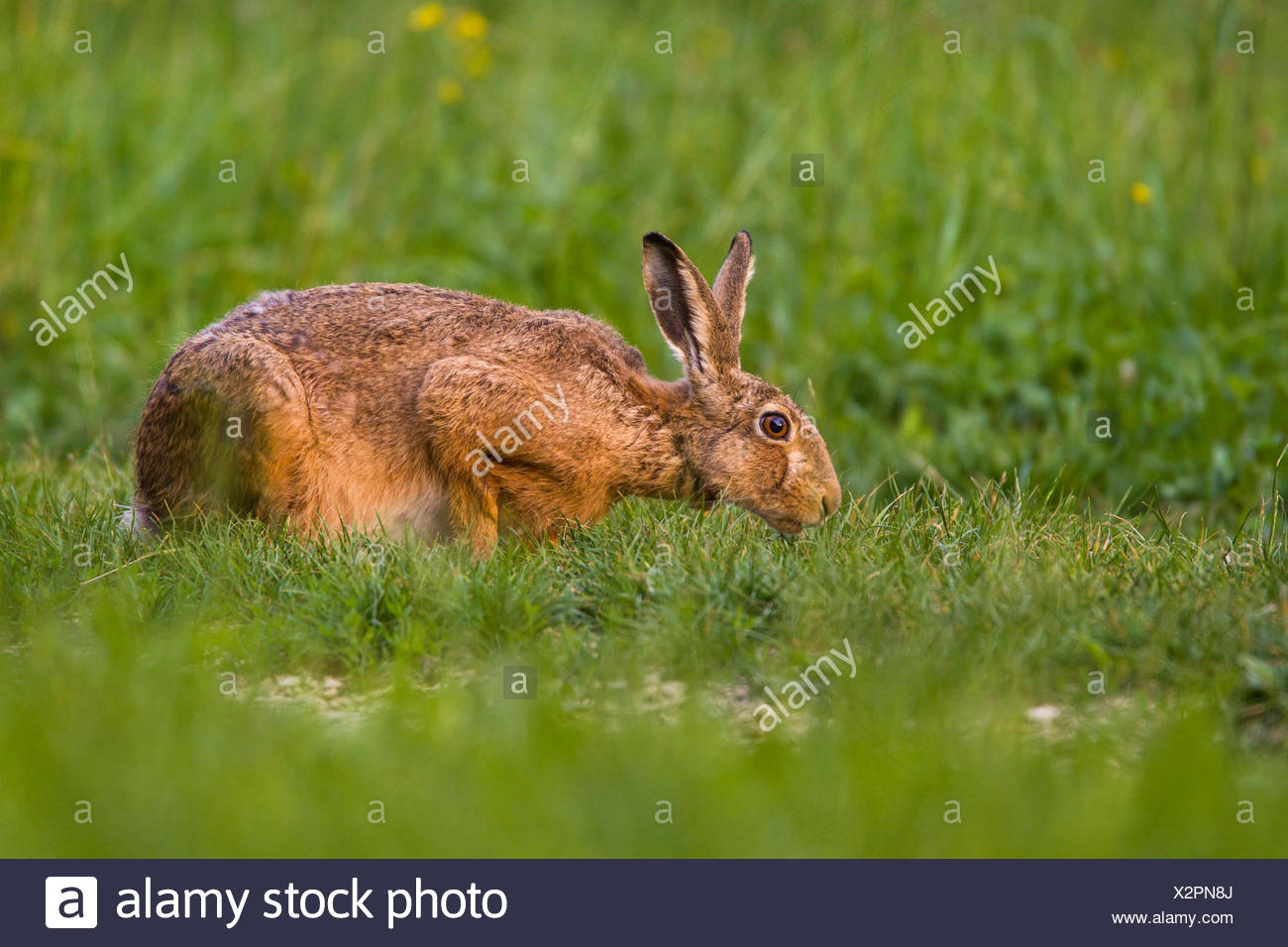 Hasentiere High Resolution Stock Photography and Images - Alamy