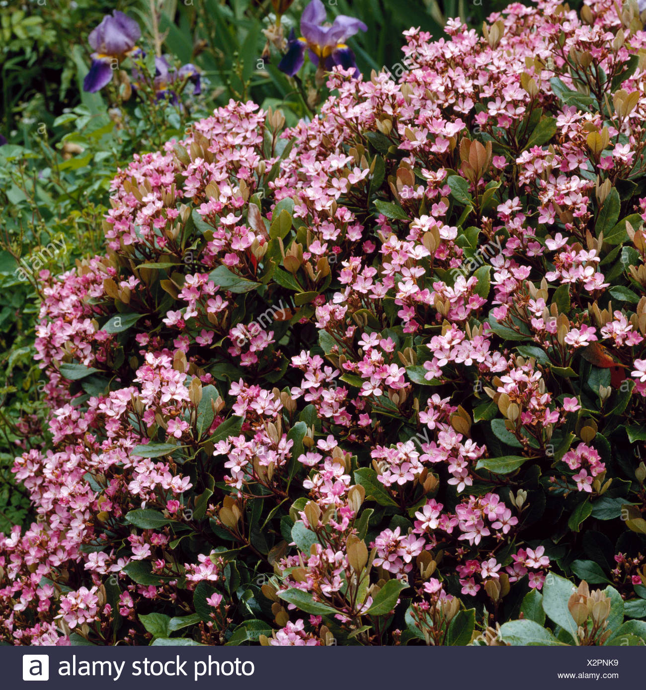 Rhaphiolepis Stock Photos & Rhaphiolepis Stock Images - Alamy