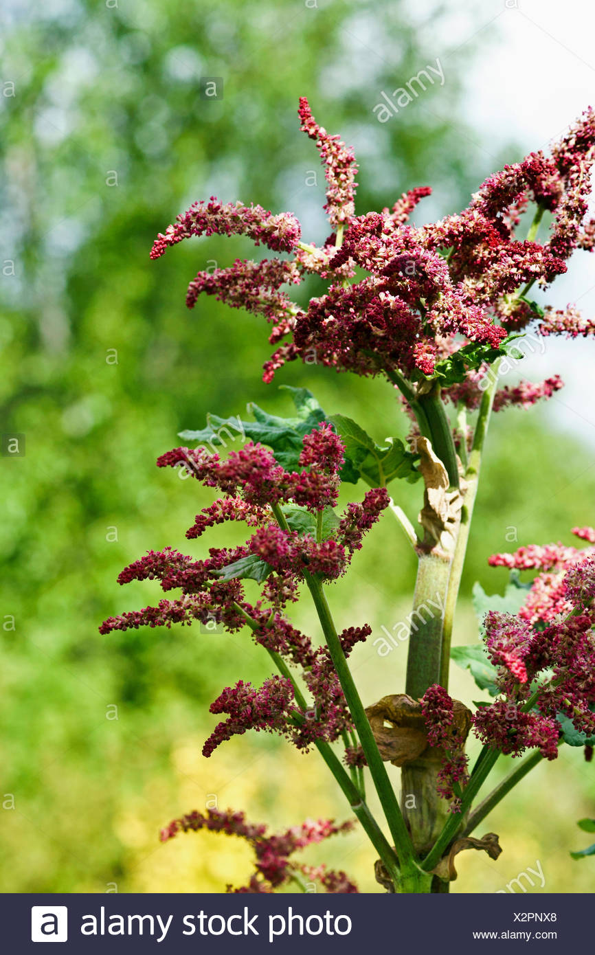 Wild Rhubarb High Resolution Stock Photography and Images - Alamy