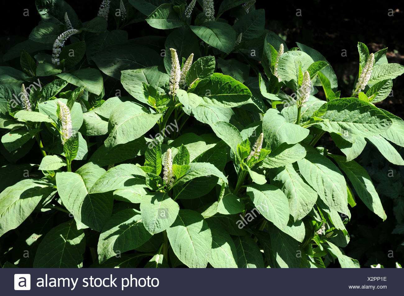 Polk Sallet High Resolution Stock Photography and Images - Alamy