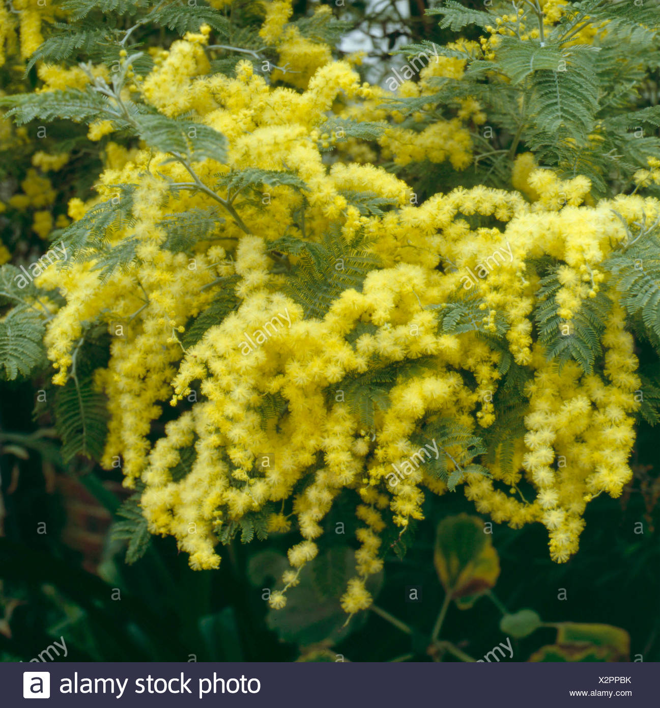 Goldenmimosa High Resolution Stock Photography and Images - Alamy