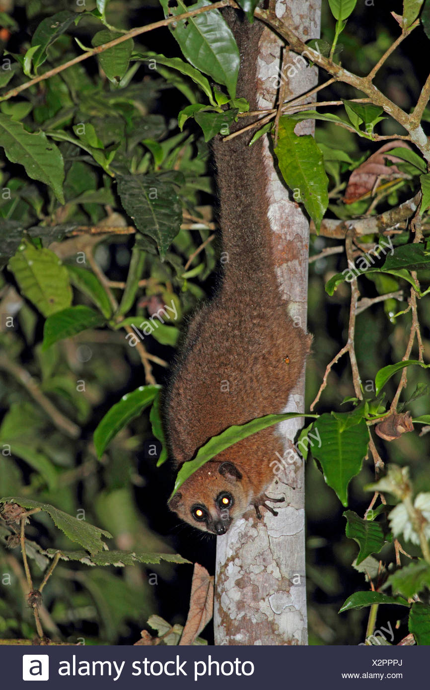Dwarf Lemur High Resolution Stock Photography and Images - Alamy