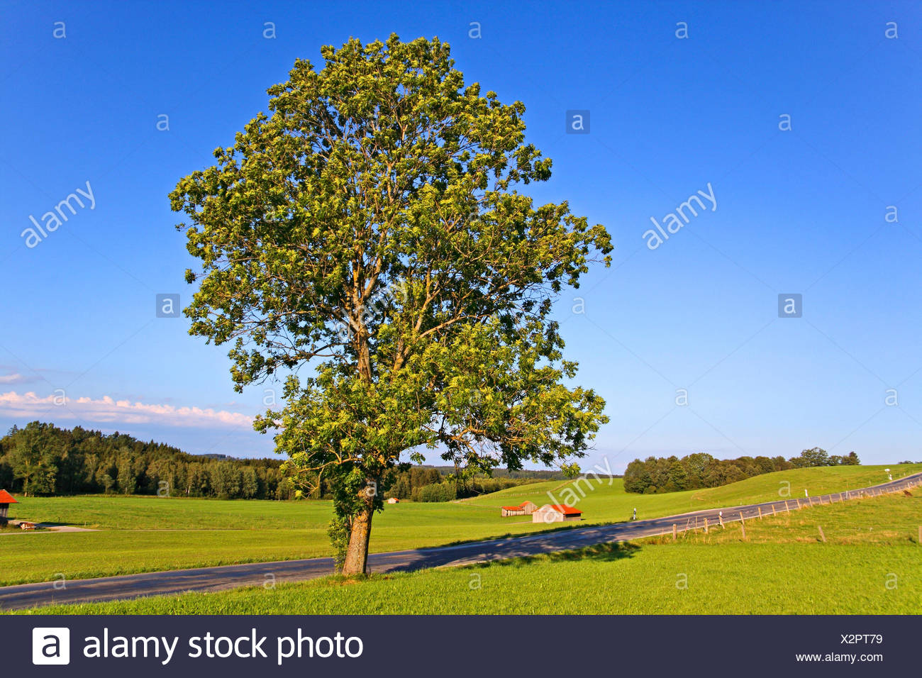 Gemeine Esche Stock Photos & Gemeine Esche Stock Images - Alamy