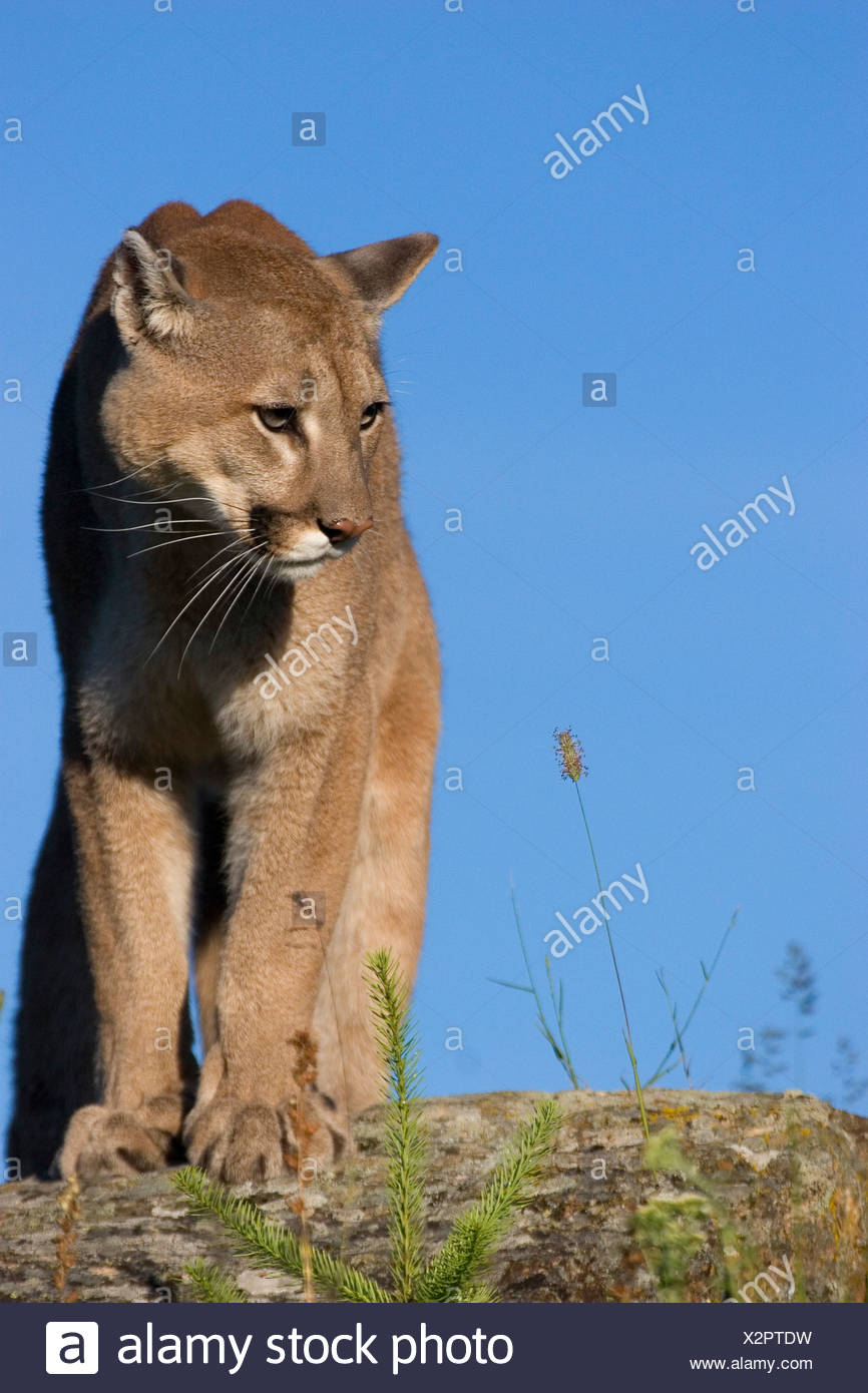 Puma Paw Stock Photos & Puma Paw Stock Images - Alamy