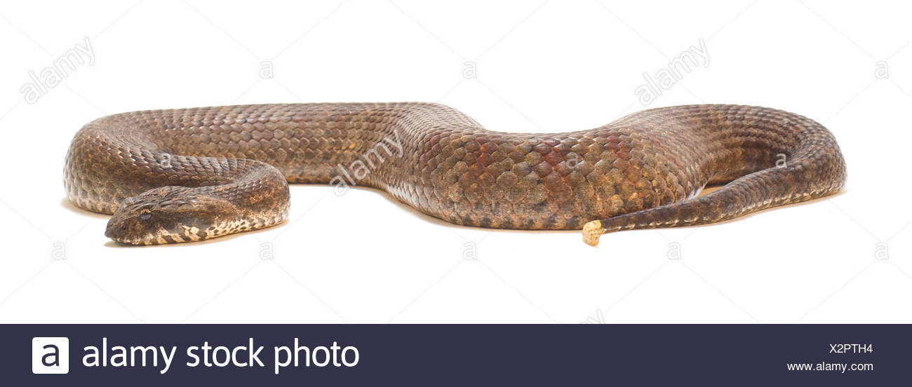 Death Adder Australia High Resolution Stock Photography and Images - Alamy