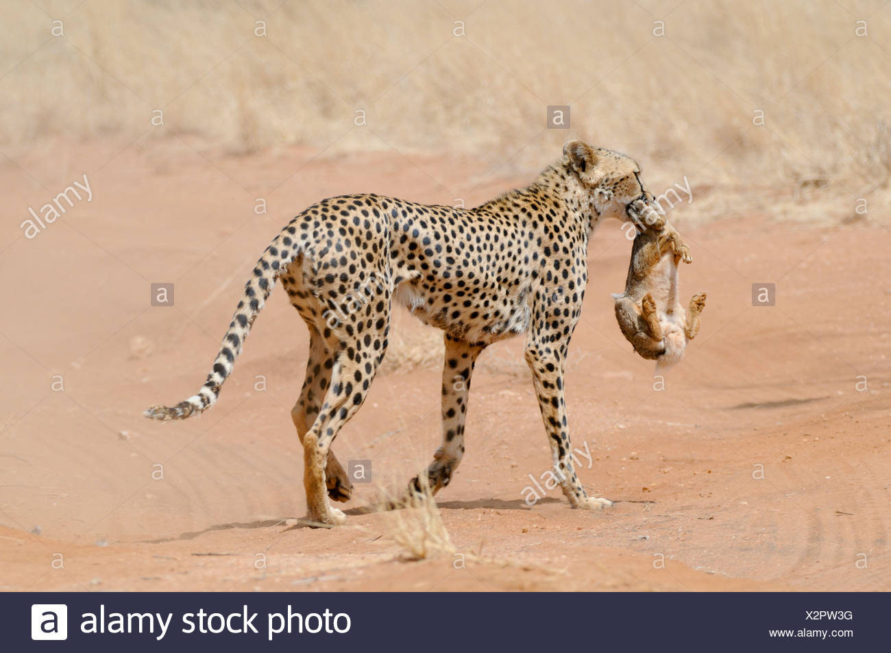 Cheetahs In The Wild High Resolution Stock Photography and Images - Alamy