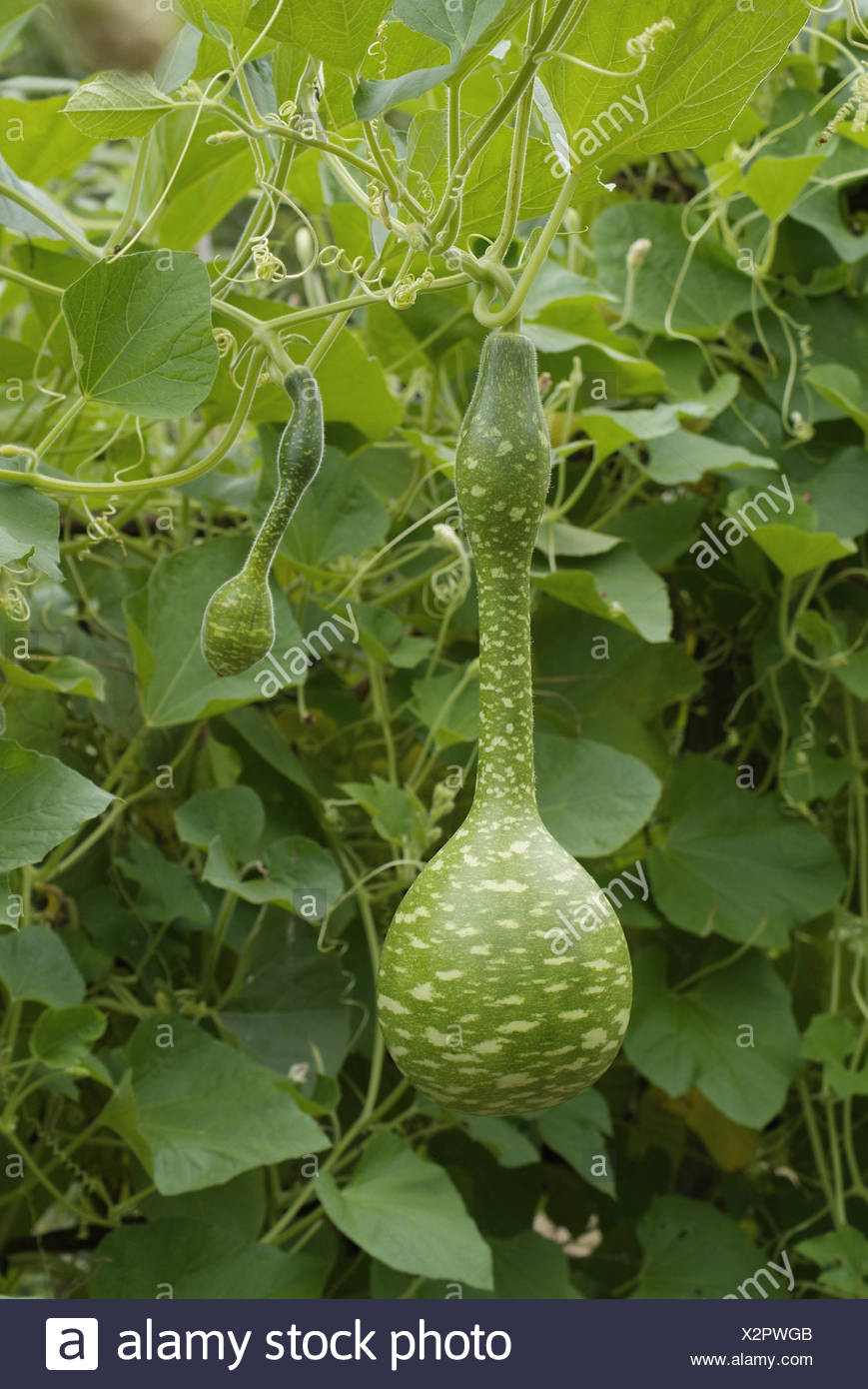 Bottle Gourd High Resolution Stock Photography and Images - Alamy