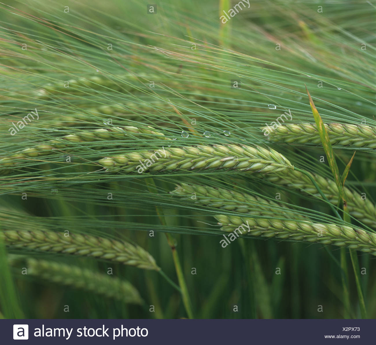 Barley Malt Variety High Resolution Stock Photography and Images - Alamy
