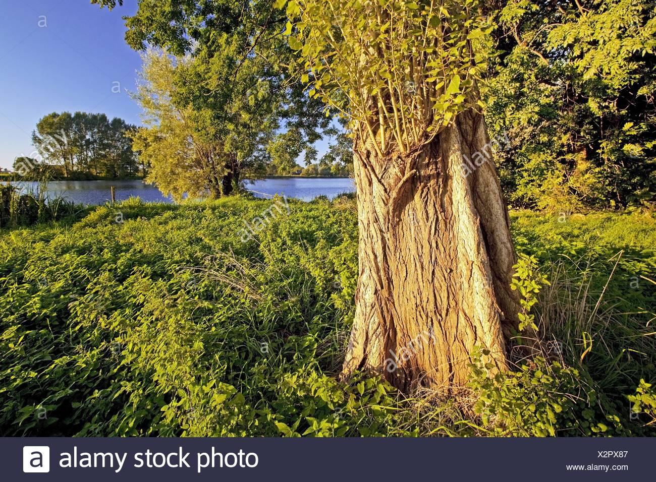 Old Pollarded High Resolution Stock Photography and Images - Alamy
