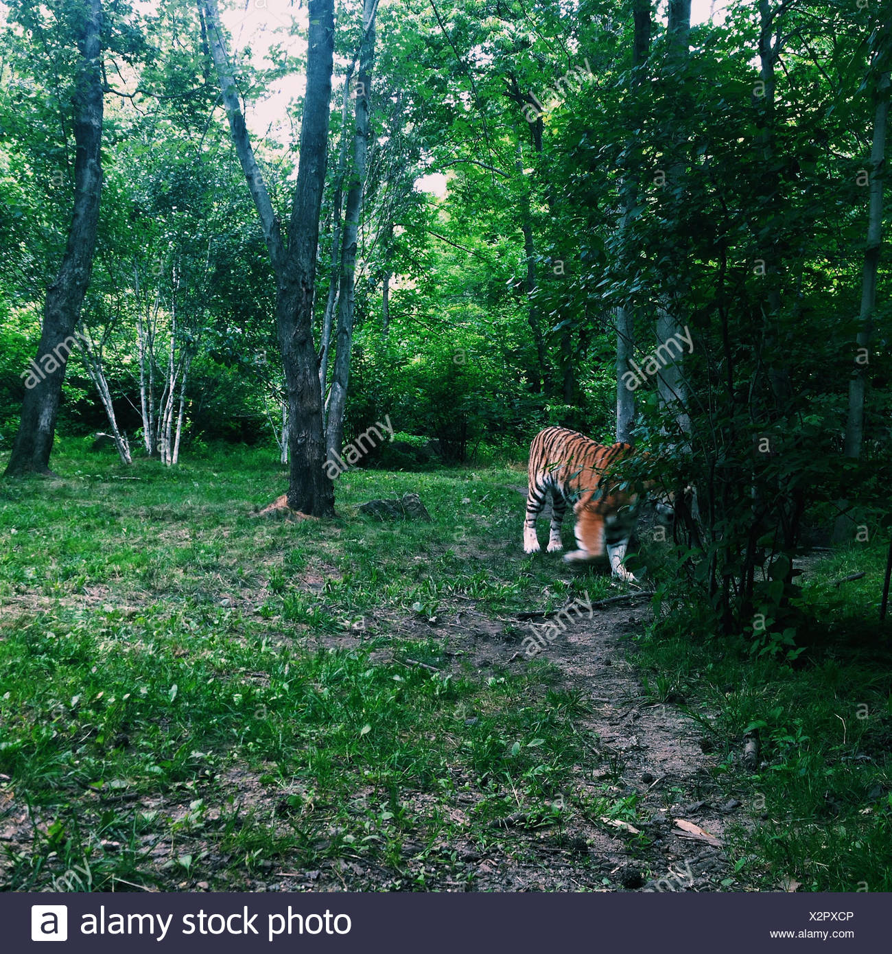Tiger Walking Through Forest High Resolution Stock Photography and ...