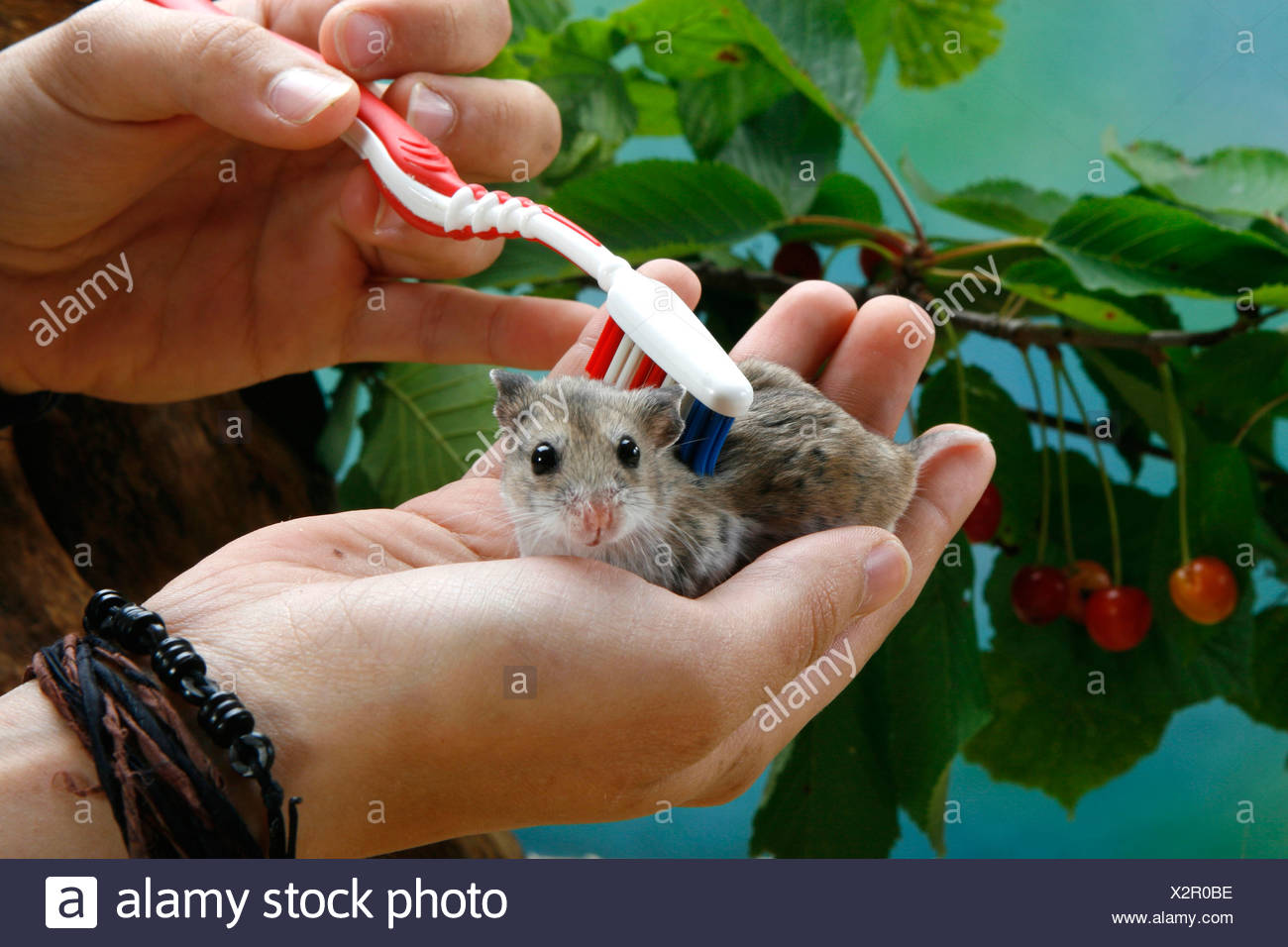 Chinese Hamster Cricetulus Griseus Pet High Resolution Stock ...