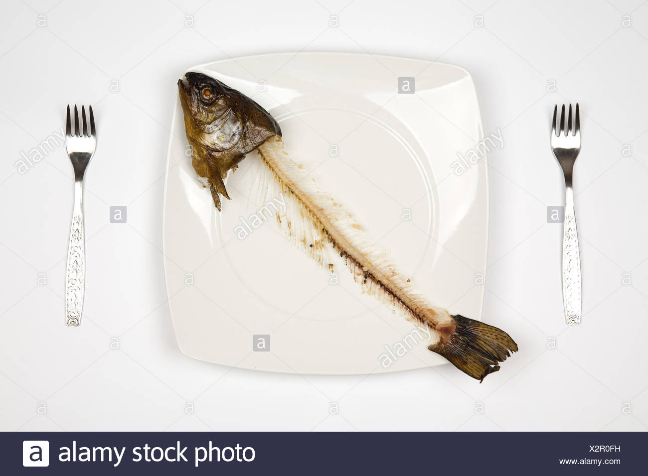 Skeleton Of Salmon High Resolution Stock Photography and Images - Alamy
