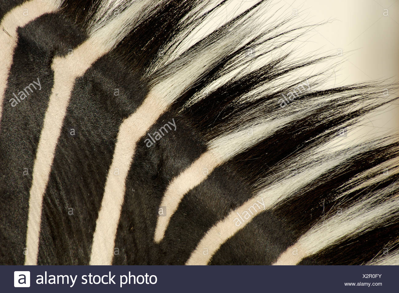 Coat Zebra Striped Mane High Resolution Stock Photography and Images ...