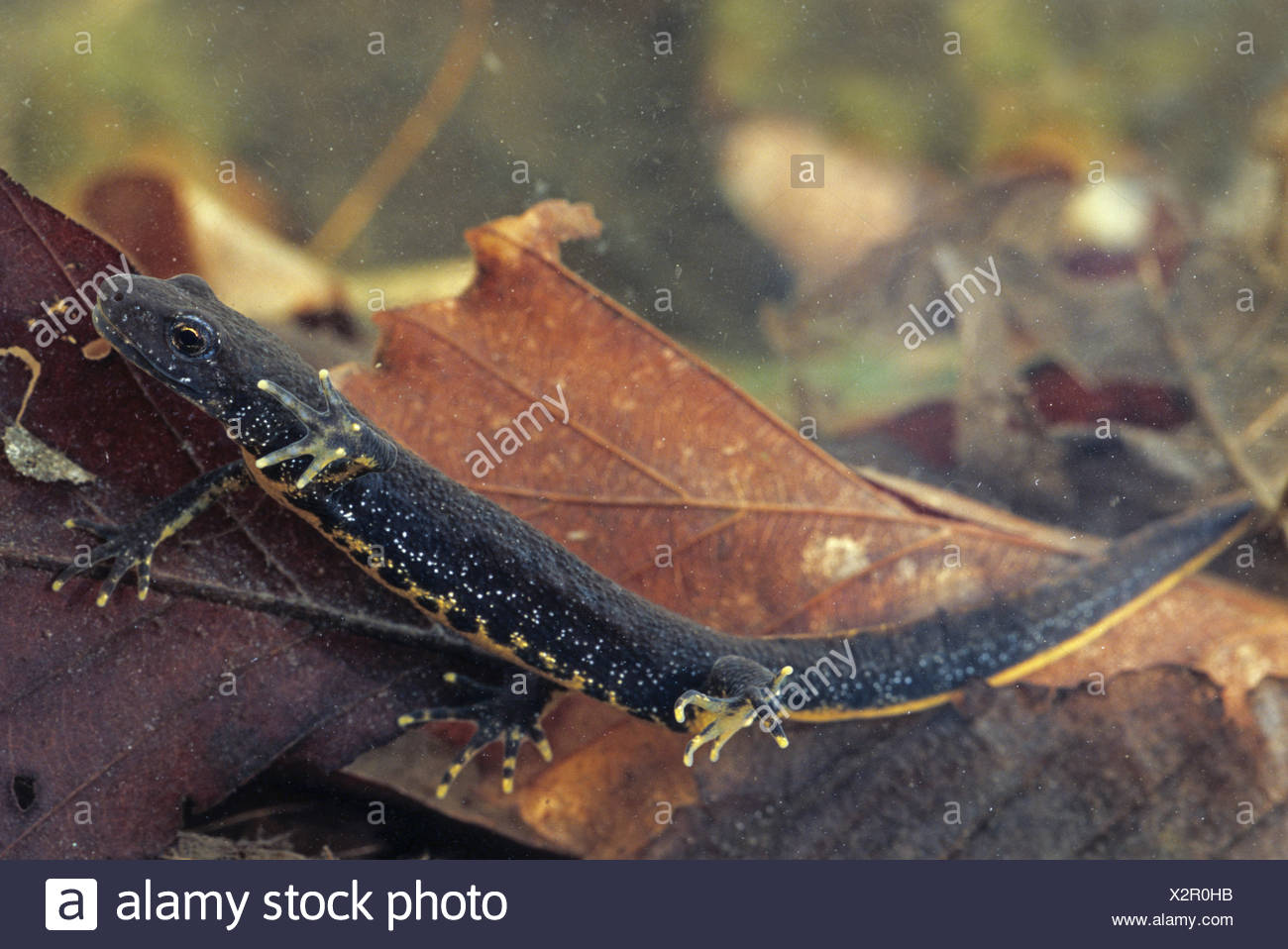 Great Crested Newt Female High Resolution Stock Photography and Images ...