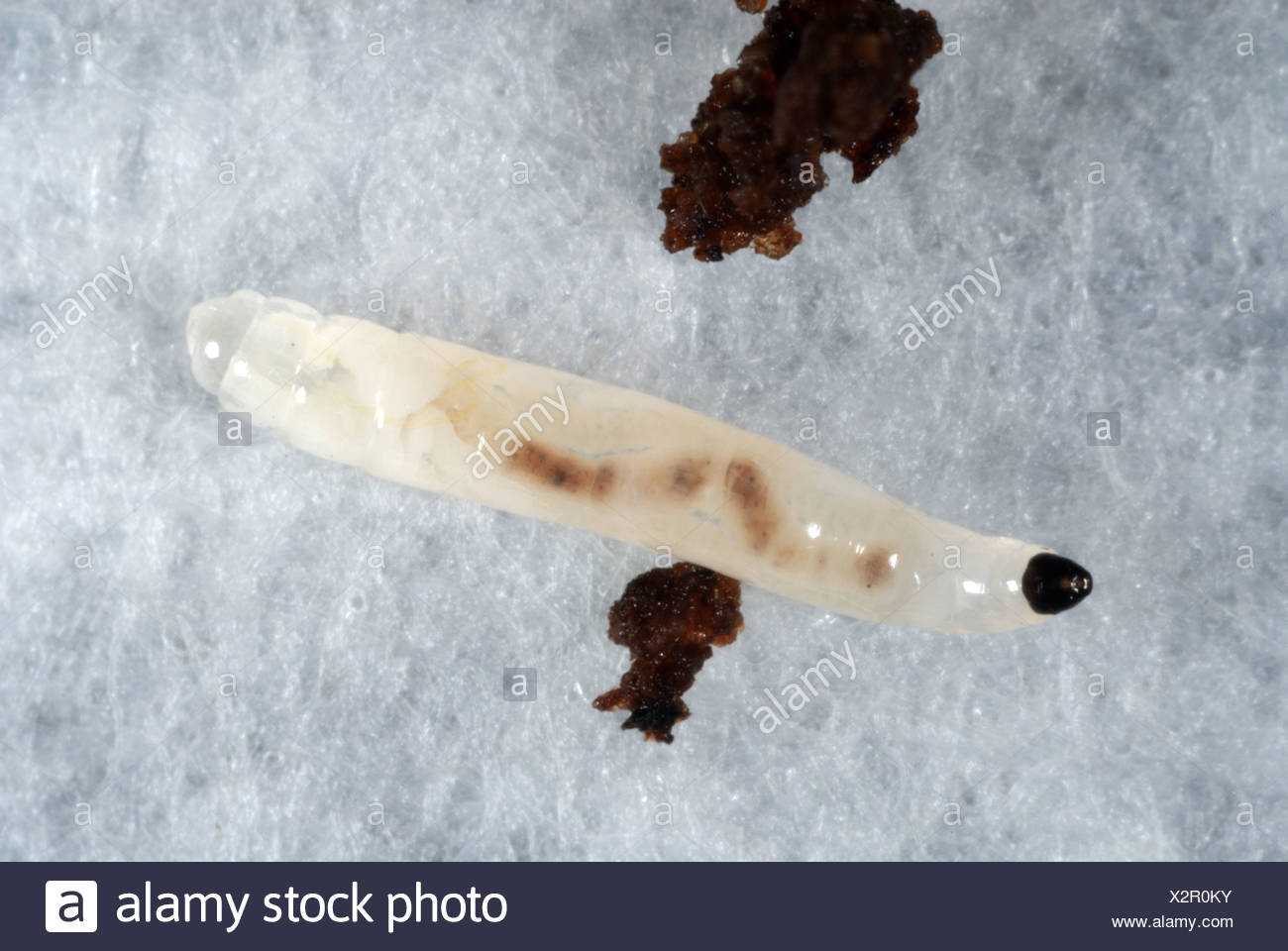 Sciarid Fly Stock Photos & Sciarid Fly Stock Images - Alamy