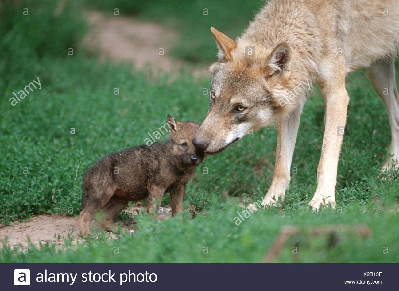 Wolf Sniffing High Resolution Stock Photography and Images - Alamy