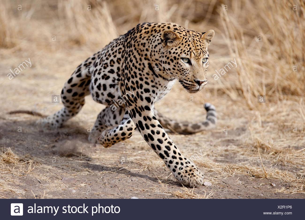 Africa Cat Running Leopard High Resolution Stock Photography and Images ...